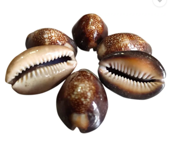 Lal Kauri (11 Pcs)– Red Cowrie Shells for Lakshmi Puja, Wealth and Hea ...