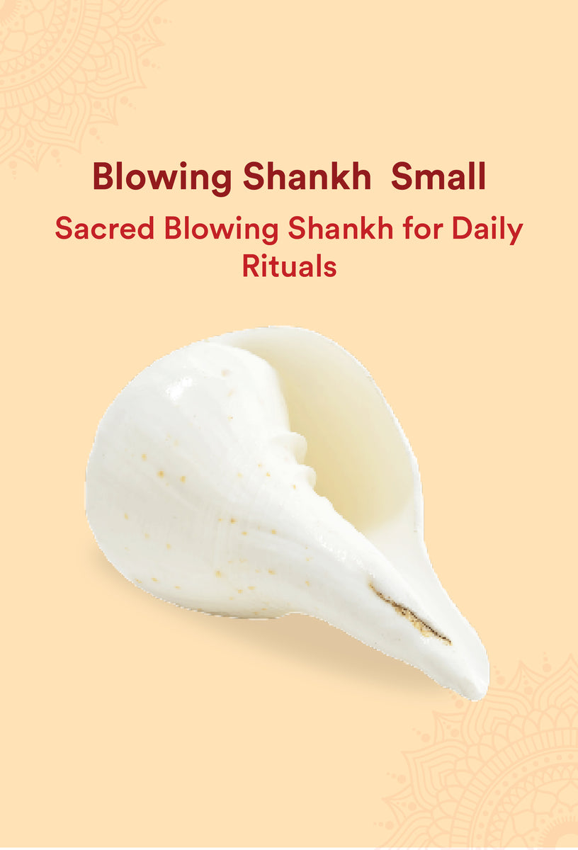 Blowing Shankh Small 1 Pc – Pujashree